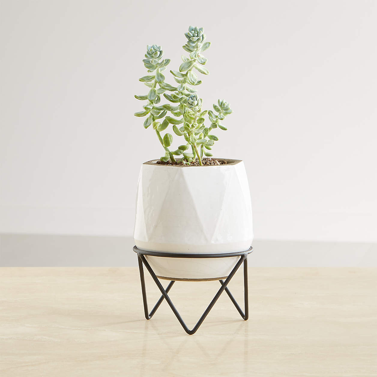 Aaro Planters with Stands | Crate & Barrel
