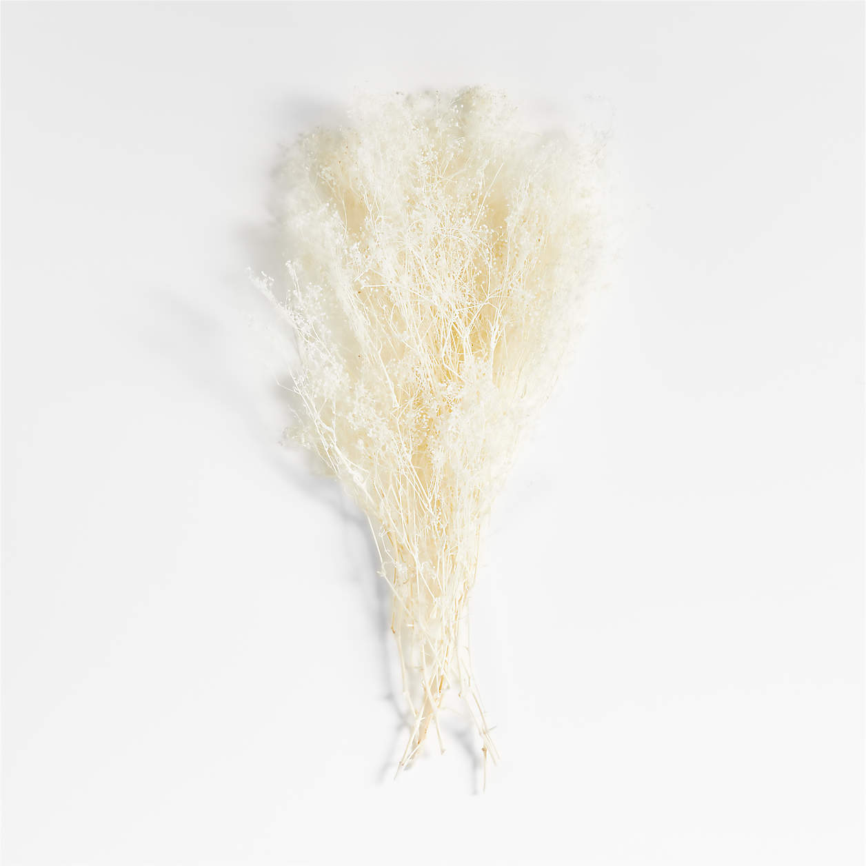 Bleached Galaxy Gyp Dried Botanical Bunch + Reviews | Crate & Barrel