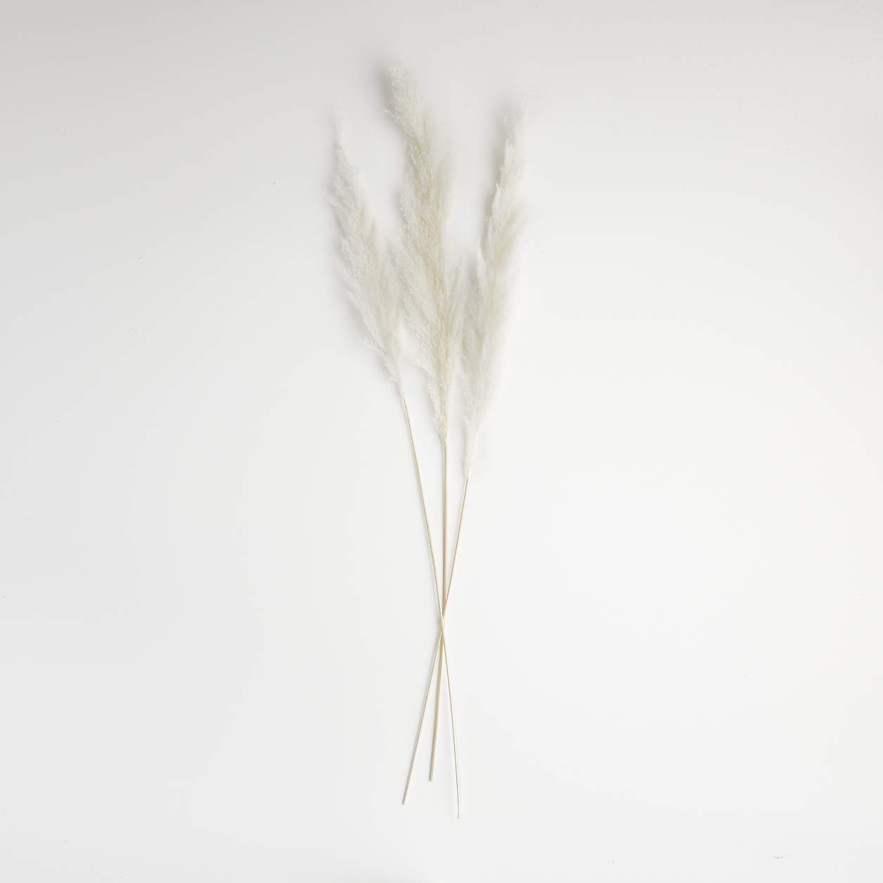 Bleached Grass Plume Dried Botanicals + Reviews | Crate & Barrel