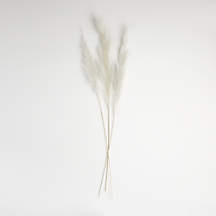 Bleached Grass Plume Dried Botanicals + Reviews | Crate & Barrel