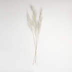 Bleached Grass Plume Dried Botanicals + Reviews | Crate & Barrel