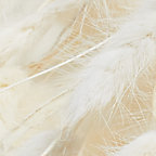 Bleached Bunny Tail Bunch Dried Botanicals + Reviews | Crate & Barrel