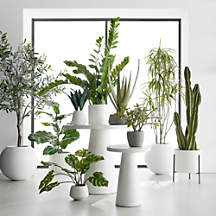 Faux Olive Tree in Pot 7' + Reviews | Crate & Barrel