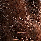 Rust Dried Bunny Tail Grass Bunch + Reviews | Crate & Barrel