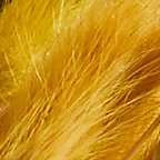 Bleached Bunny Tail Bunch Dried Botanicals + Reviews | Crate & Barrel