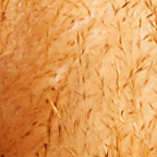 Pale Peach Dried Grass Plume Bunch + Reviews | Crate & Barrel