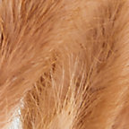 Rust Dried Bunny Tail Grass Bunch + Reviews | Crate & Barrel