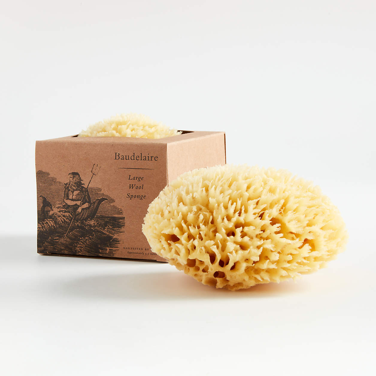 Large Natural Sea Wool Sponge + Reviews | Crate & Barrel