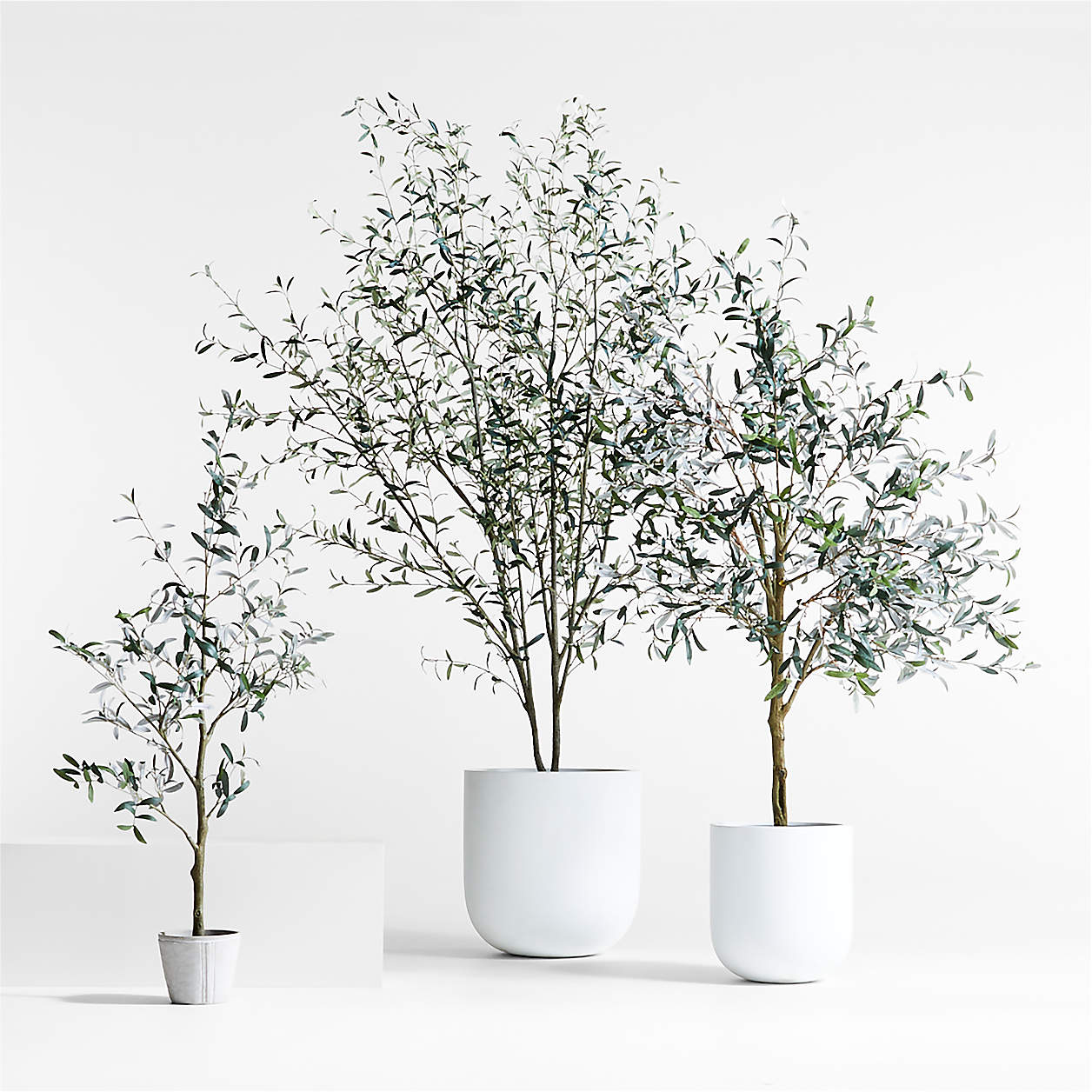 Potted Faux Olive Trees | Crate & Barrel Canada